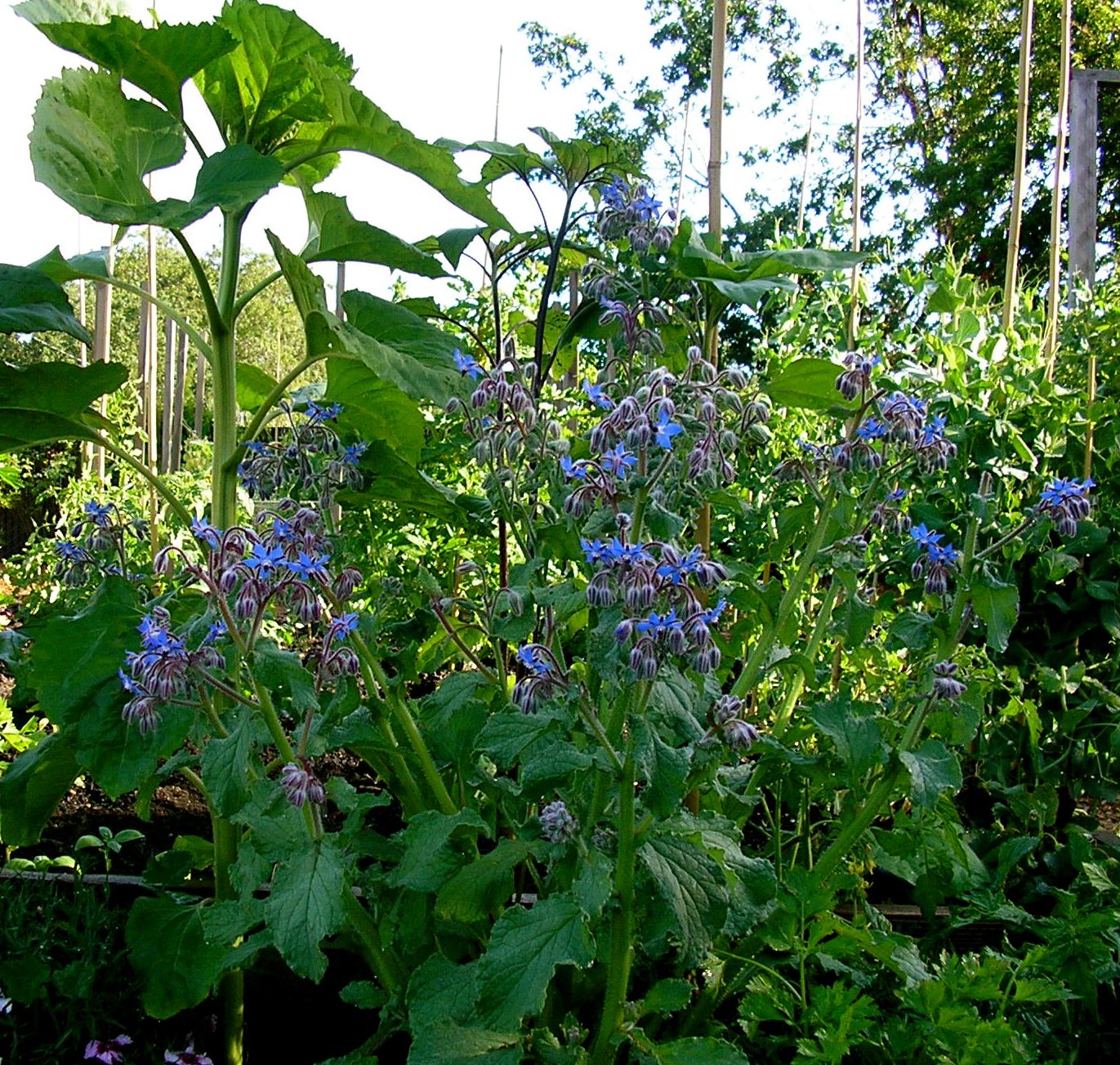 The Joys Of Borage Milo Mitchel