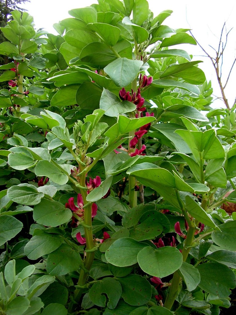 Winter Blossoms – Milo Mitchel